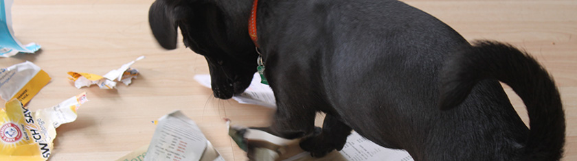 Purdue Animal Behavior Research College Of Veterinary Medicine Purdue University
