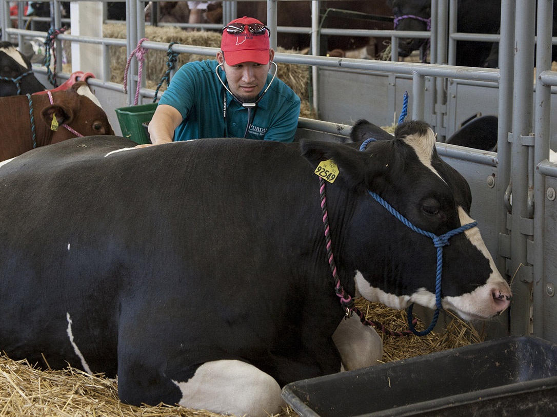 Bovine Field Service - College of Veterinary Medicine - Purdue University