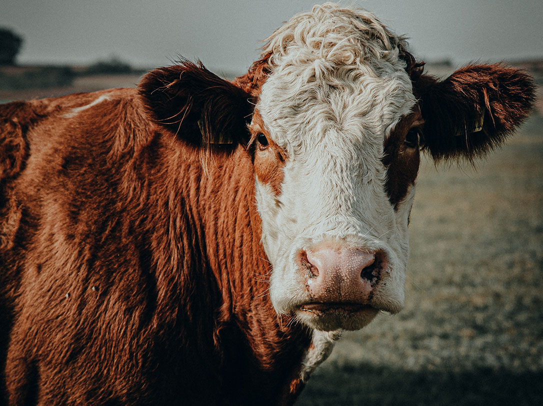 Anesthesiology - College of Veterinary Medicine - Purdue University