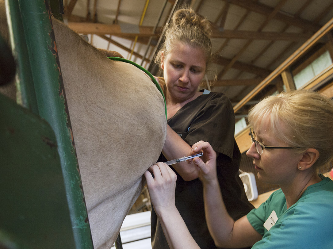 Dermatology - College of Veterinary Medicine - Purdue University
