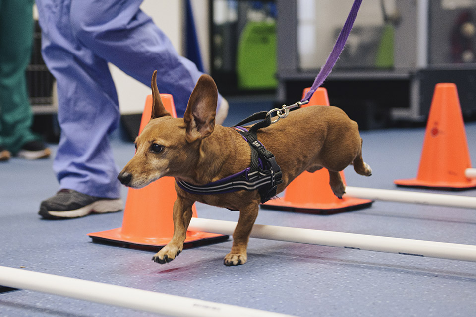 Physical Rehabilitation - College of Veterinary Medicine - Purdue ...