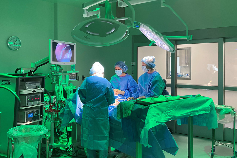Soft Tissue Surgery - College of Veterinary Medicine - Purdue University