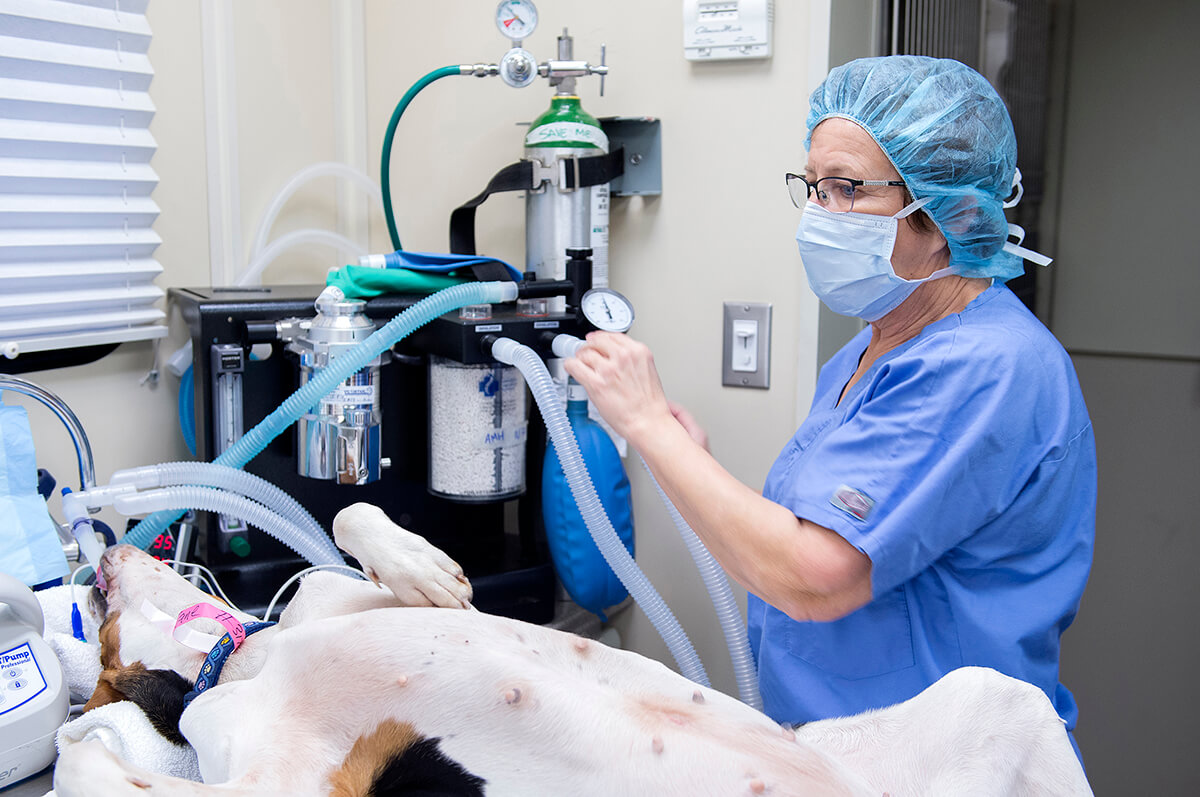 Priority 4 Paws Mobile Surgery Unit Logs 100K Miles Serving Animal ...