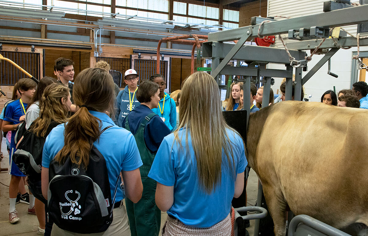 2019 Boiler Vet Camps Fascinate Participants | Purdue University ...