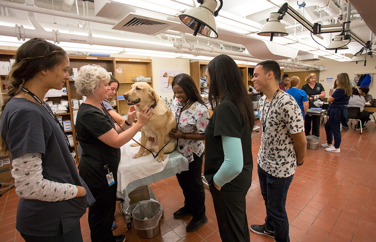 Vet Up! College Participants Pursue Future in Veterinary Medicine at ...