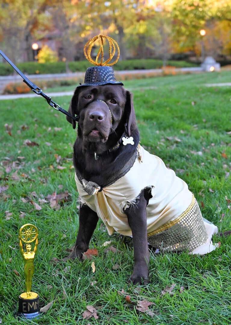 Results Are in for the Cutest Canine Halloween Costumes! | Purdue ...