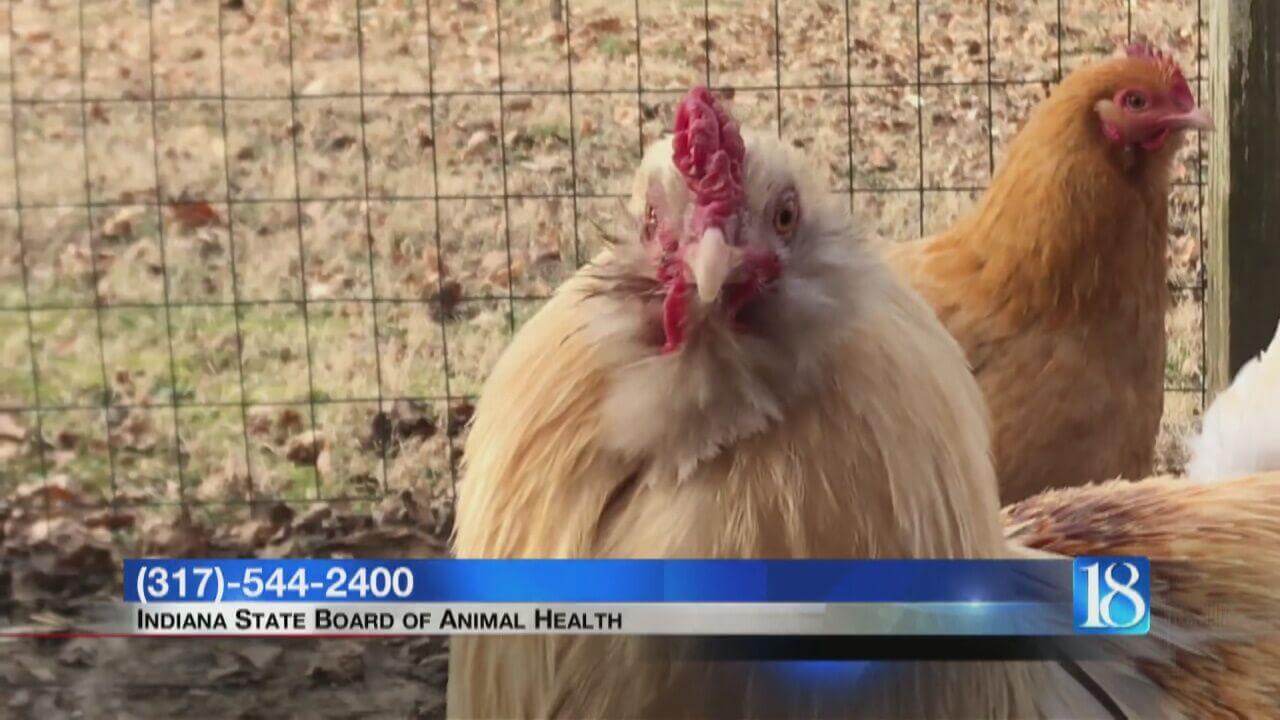 Poultry producers encouraged to continue to keep a close eye on their ...