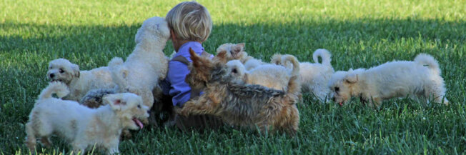 Canine Welfare Science Forum Aims to Build Bridges to Improve Dog ...