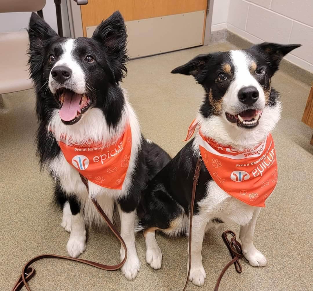 Purdue Veterinary Ophthalmologists Keep an Eye on Vision Health of ...