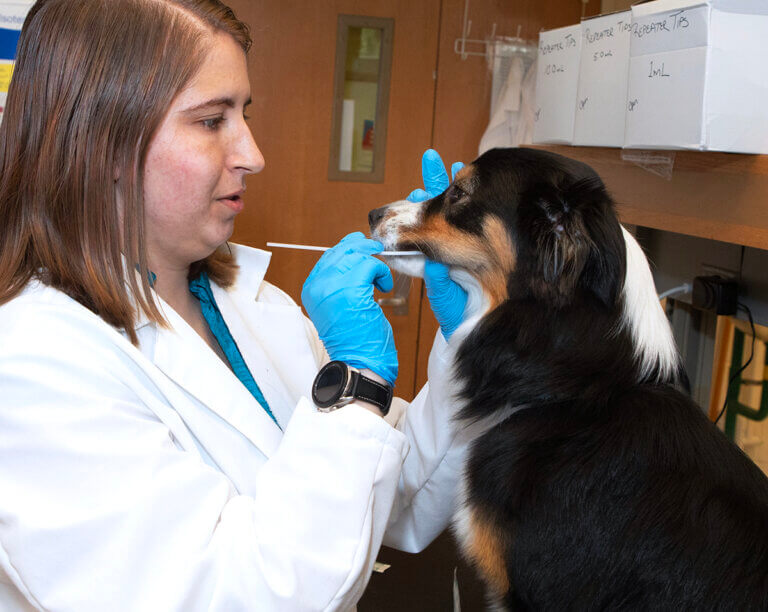 New Genetic Testing Available Through ADDL Will Help Dog Breeders ...