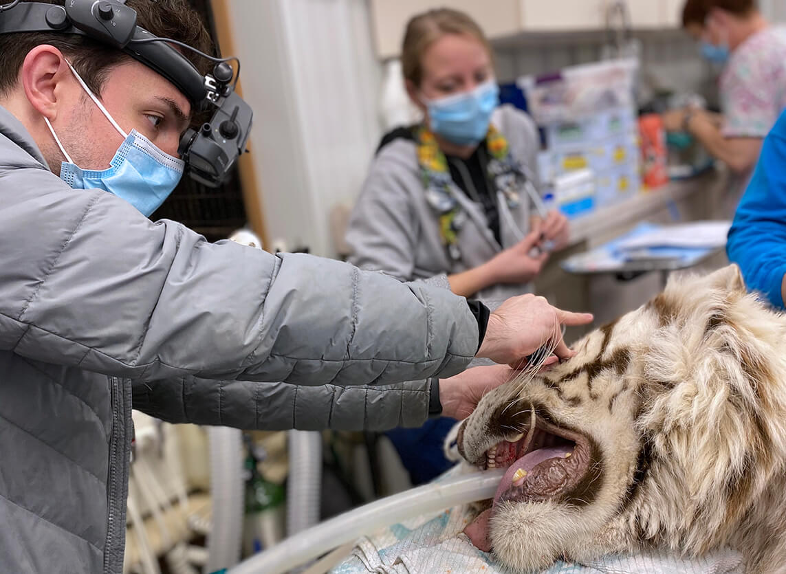 Ophthalmology Service Provides Care to White Tiger Victim of “Tiger ...