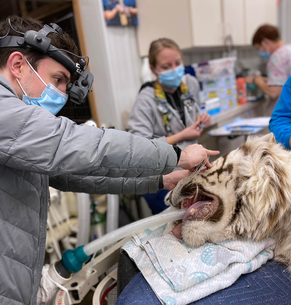 Ophthalmology Service Provides Care to White Tiger Victim of “Tiger ...